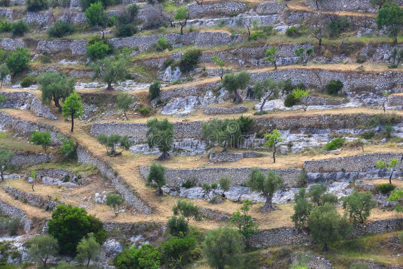 Italy hillside olive grove stock photo. Image of europe - 152326084