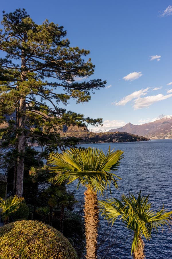 Italy, Lecco, Lake Como, a Tree Next To a Lake Stock Photo - Image of ...