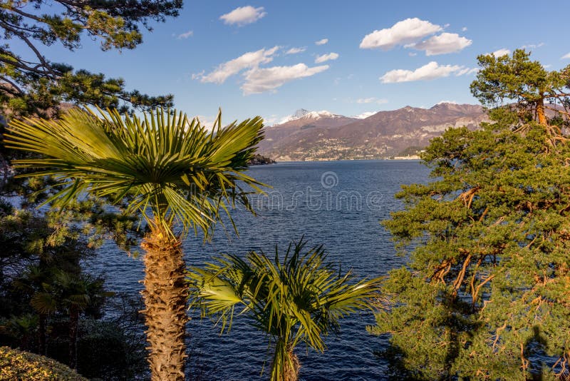 Italy, Lecco, Lake Como, a Tree Next To a Lake Stock Image - Image of ...