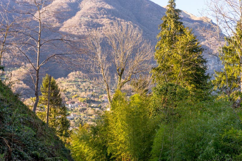 Italy, Lecco, Lake Como, Trees in a Forest Stock Photo - Image of italy ...