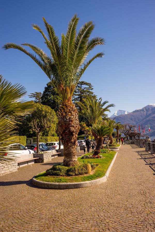 Italy, Menaggio, Lake Como, a Group of Palm Trees Stock Image - Image ...