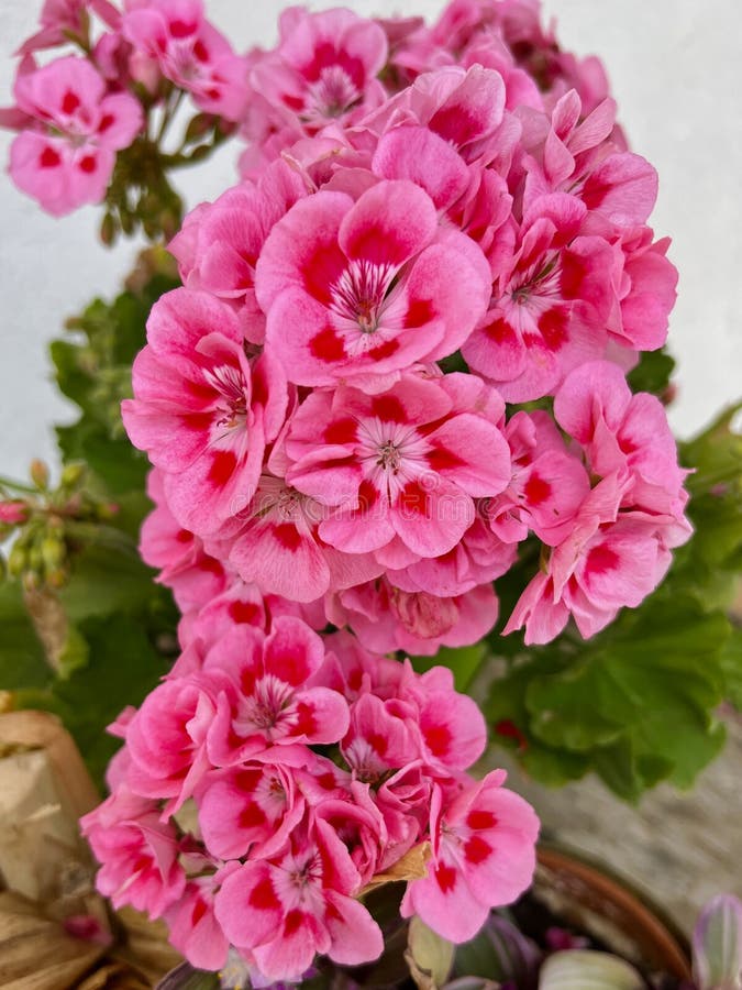 Red Geranium Blooming in Summer Season Stock Photo - Image of summer ...