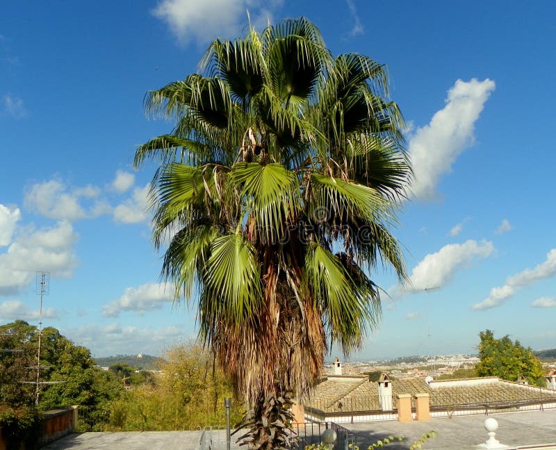 Italy, Rome, 35 Via Garibaldi, Lonely Palm Tree Stock Image - Image of ...