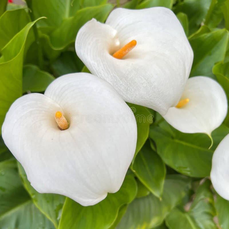 Beautiful White Calla Lilies Blooming in Spring in Italy Stock Image ...