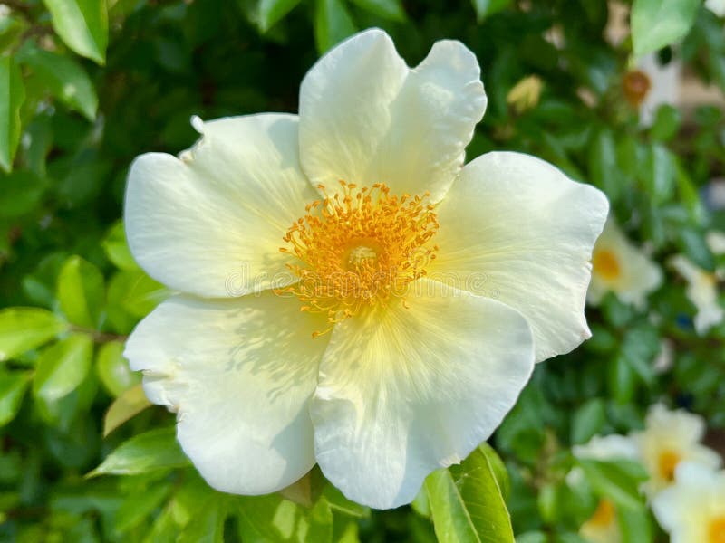 Beautiful Cherokee Rose Blooming in Spring Stock Photo - Image of ...
