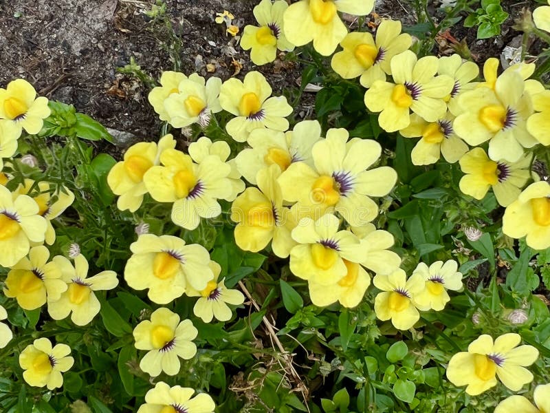 Bright Yellow Nemesia Blooming in Spring Stock Image - Image of blossom ...