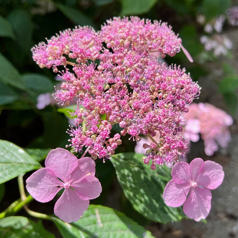 Beautiful Pink Climbing Hydrangea Blooming in Spring Stock Image ...