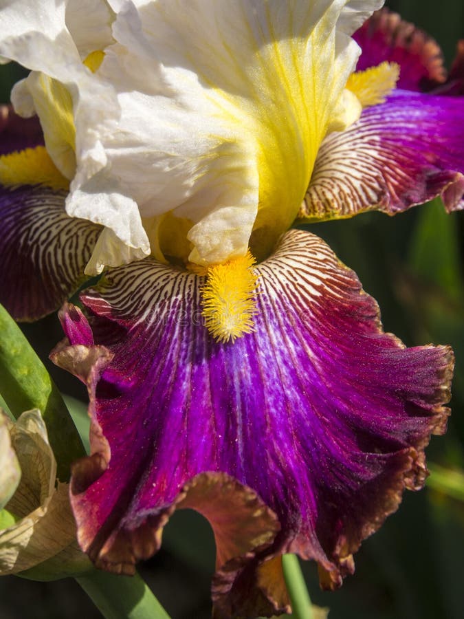 Italy, Tuscany, Florence. stock image. Image of sunny - 218322291