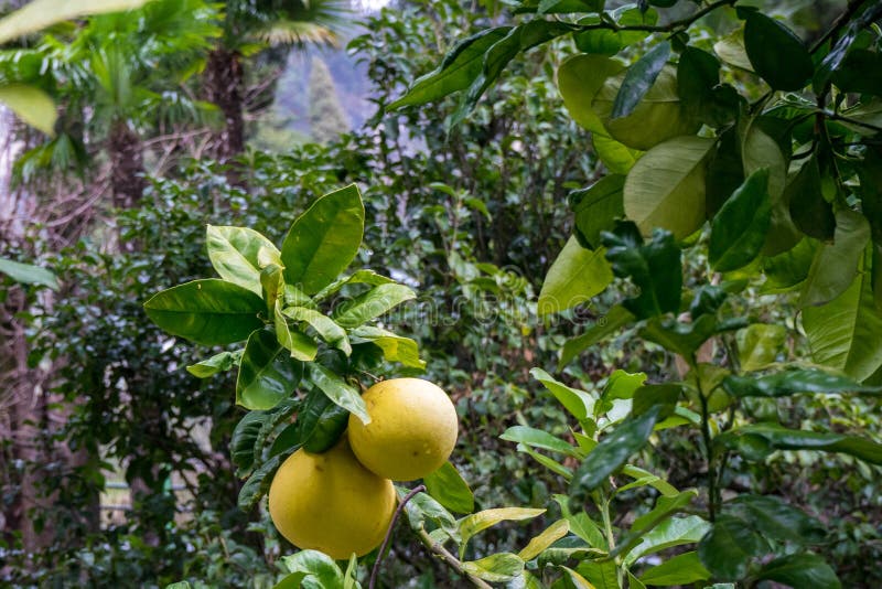 Italy, Varenna, Lake Como, a Lemon Orange Fruit Hanging from a Tree ...