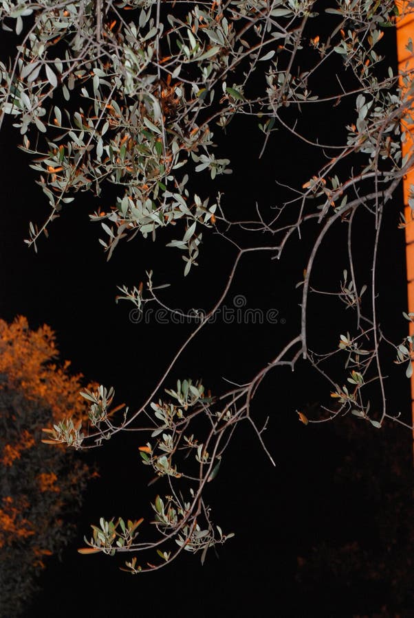 Italy : View of Olive Tree Branch,May 9,2020. Stock Photo - Image of ...
