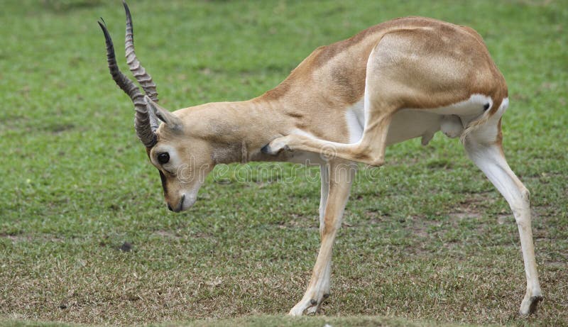 Deer itching stock image. Image of itch, grass, brown - 16242637