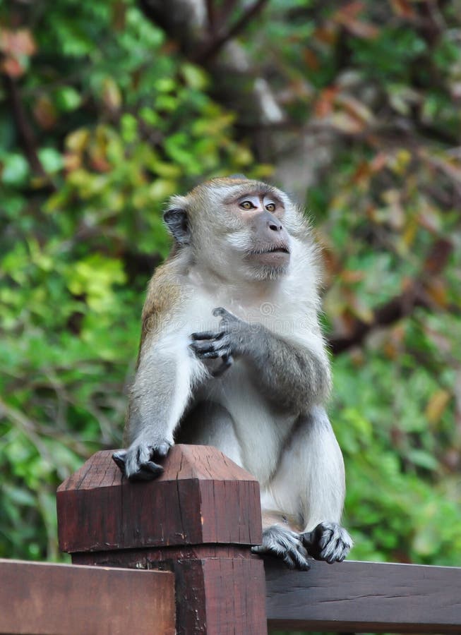Itching Monkey stock image. Image of itchy, calm, feet - 20664441