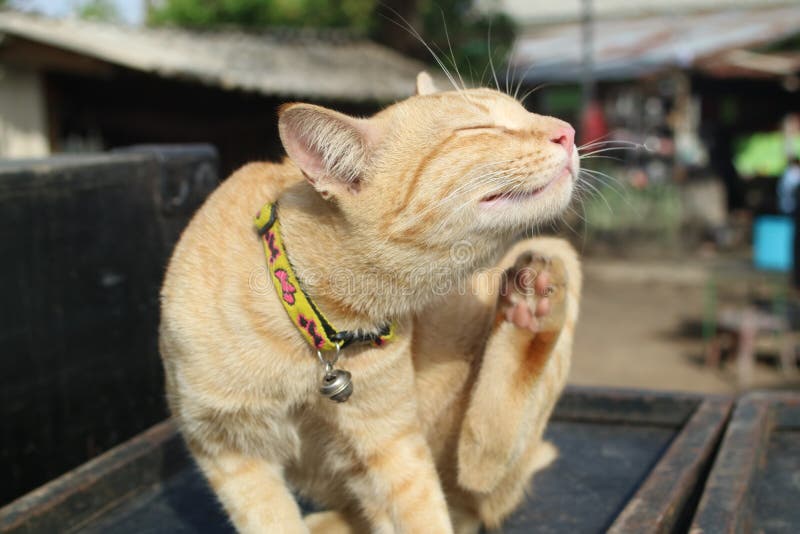 Itchy Cats Scratch Their Faces To Get Rid of Itching. Stock Image ...