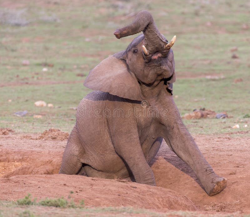 Itchy Elephant Having a Satisfying Scratch Stock Photo - Image of ...
