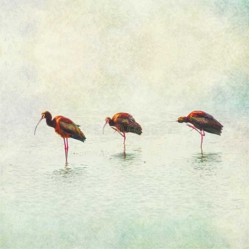 Scratchy Trio Stock Photos - Free & Royalty-Free Stock Photos from ...