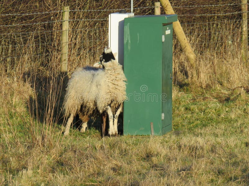 Sheep scratching stock image. Image of farm, ground, brown - 31587299