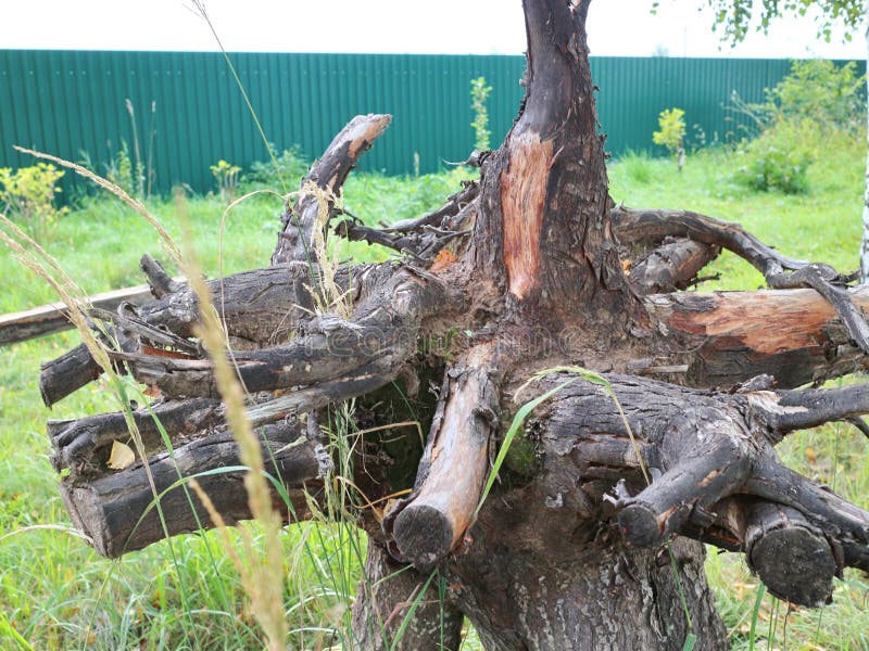 Inverted tree root stock photo. Image of gray, outside - 101323890