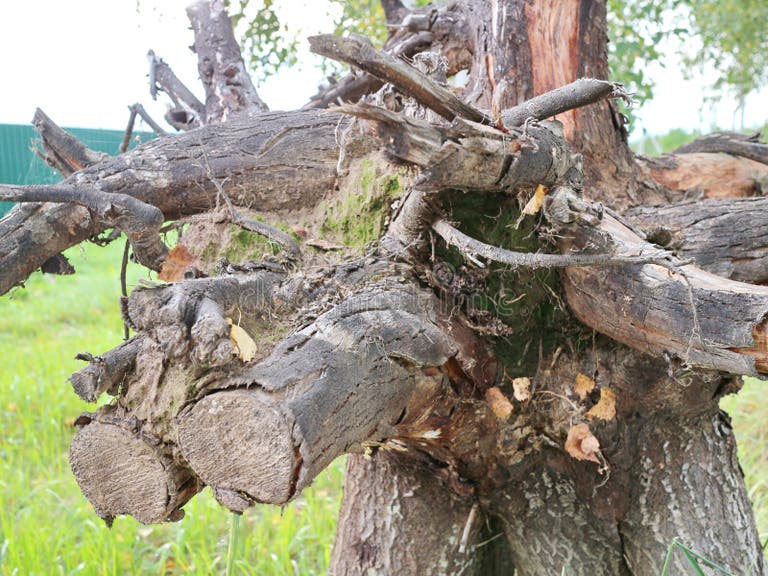 Inverted tree root stock image. Image of prepared, stump - 101322109
