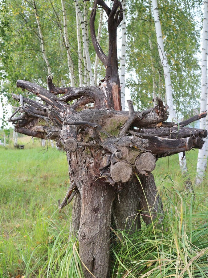 Inverted tree root stock photo. Image of gray, outside - 101323890