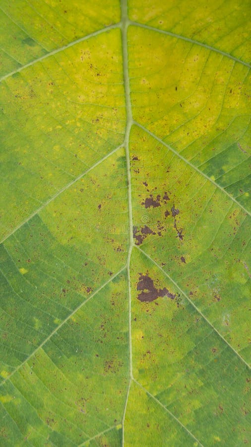 Itricate Texture of a Teak Leaf Up Close, Revealing the Unique Patterns ...