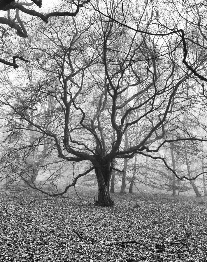 Its Alive stock image. Image of morning, nature, foggy - 37650765