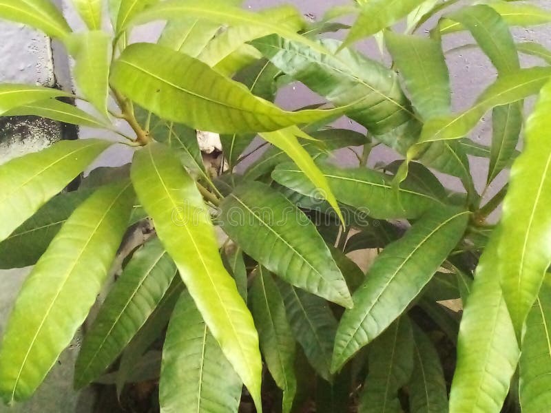 1,831 Baby Mango Stock Photos - Free & Royalty-Free Stock Photos from ...