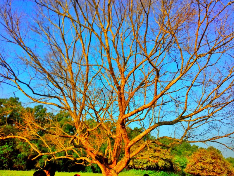 A alone tree. stock image. Image of natural, forest - 129937243