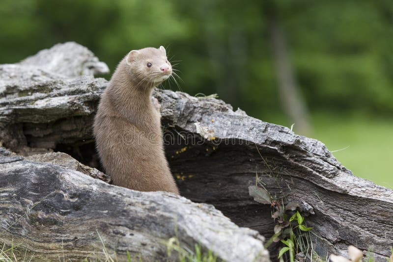 American Mink in Millbrook, NY Stock Photo - Image of ecological, debs ...