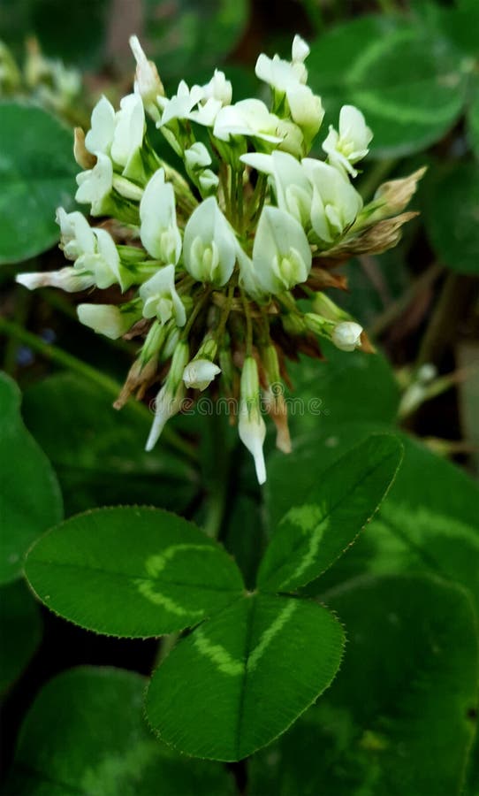 Dutch clover plant stock image. Image of buds, wild - 149578887