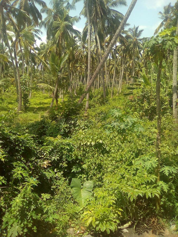 275 Coconut Tree Plan Stock Photos - Free & Royalty-Free Stock Photos ...