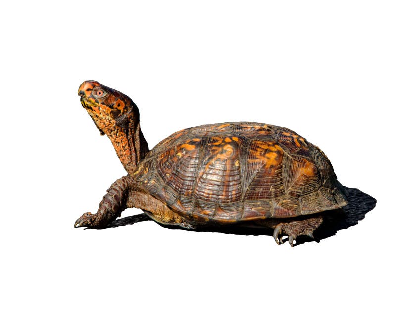 Eastern Box Turtle Walking Along the Ground Stock Image - Image of ...
