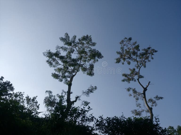 Tree stock image. Image of veiw, mountain, tree, main - 105168075