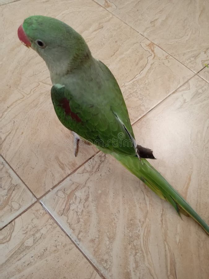 Its My Favorite Pet-Talking Parrot I Like it so Much Stock Photo ...