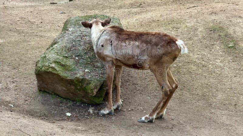 A Young Animal Engaging Playfully with a Rock while Exploring Its ...