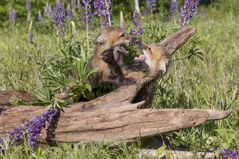 3,023 Red Foxes Photos - Free & Royalty-Free Stock Photos from Dreamstime