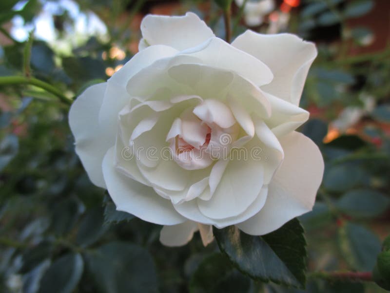White roses bloom stock image. Image of flora, delicate - 117161821