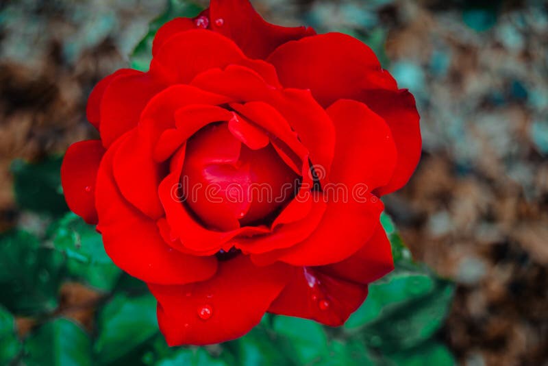 Its a red rose blossom stock image. Image of blossom - 223826003