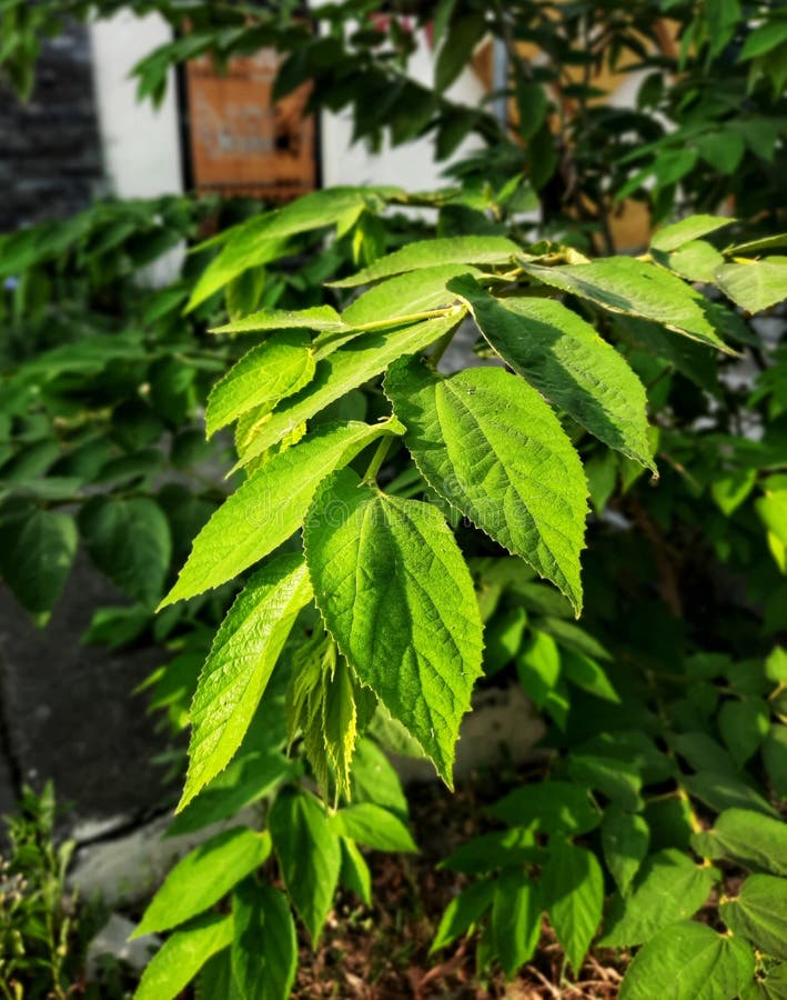 Its a Small Fast Growing Tree Jamaican Cherry Stock Photo - Image of ...