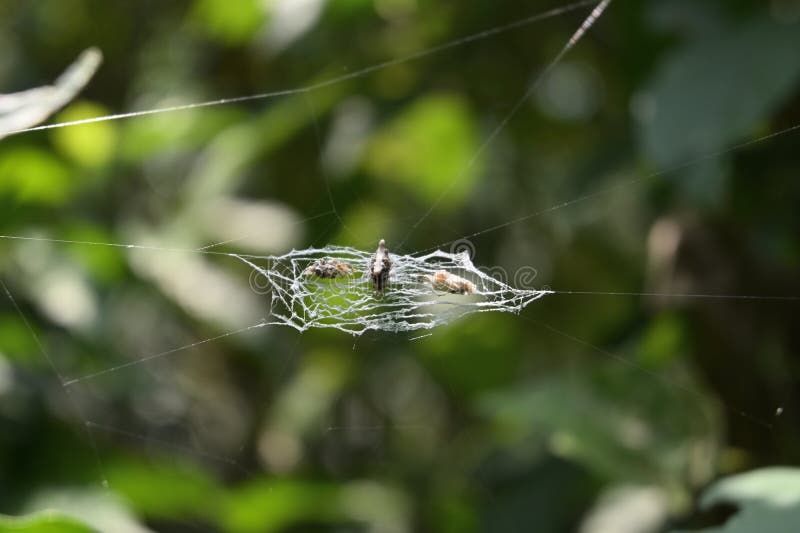 On Its Spider Web, a Trashline Orb Weaver Spider with Captured Insects ...
