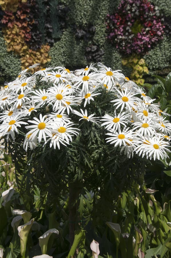 Marguerite Daisy Flowers in Field Stock Image - Image of botany, floral ...
