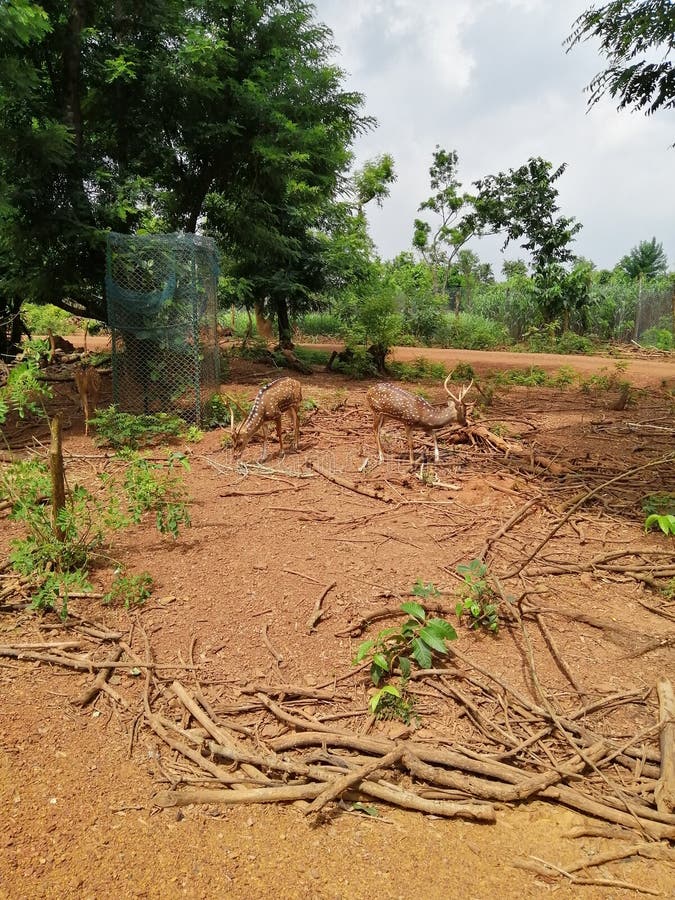 Timber Land Image with Trees Stock Image - Image of logs, land: 173816359