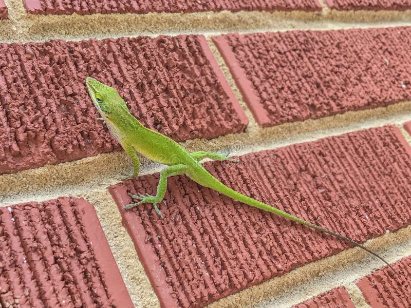 Lizard Climbing a Red Brick Wall Stock Photo - Image of tiny, clibing ...