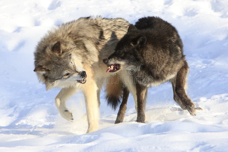 Wolves Fighting
