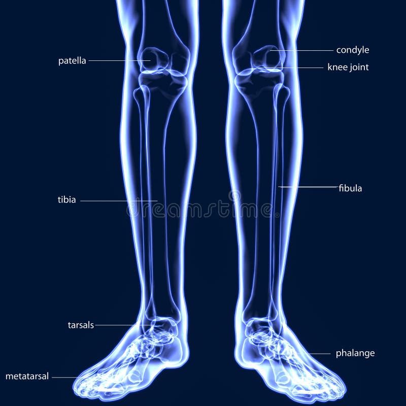 3D Illustration of Human Skeleton Tibia and Fibula Bones Stock ...