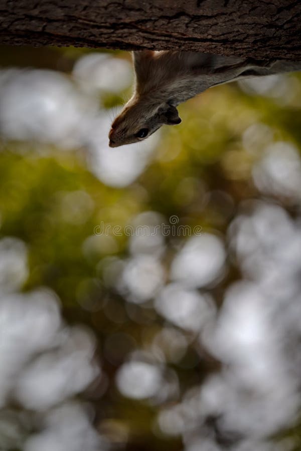 Captureits Stock Photos - Free & Royalty-Free Stock Photos from Dreamstime