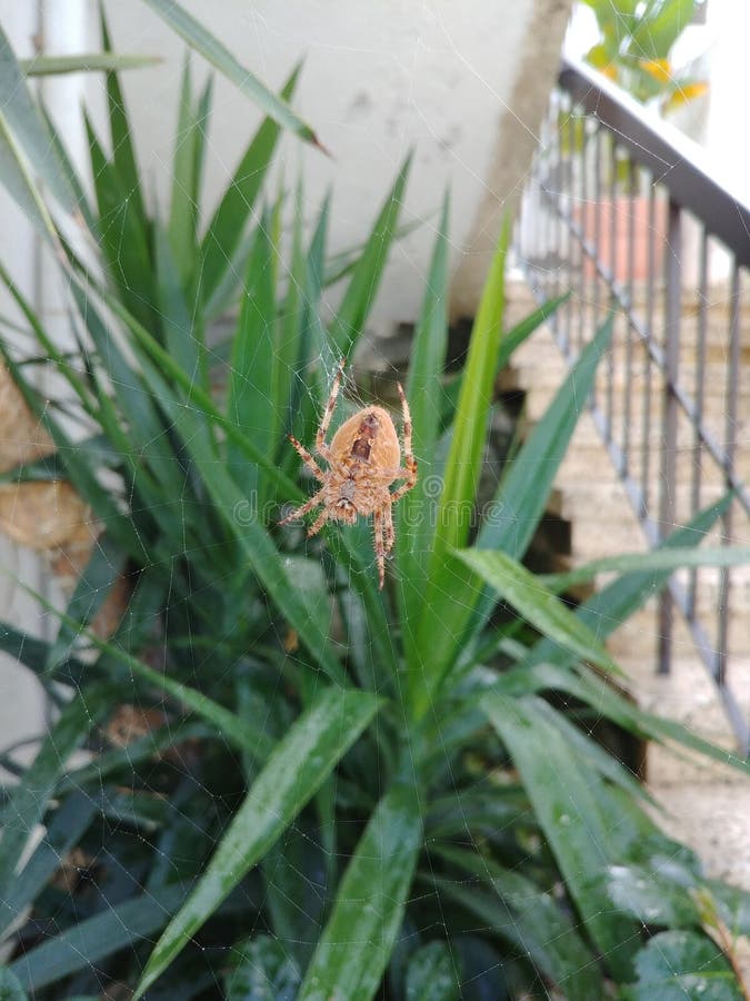 Itsy bitsy spider stock photo. Image of yard, itsy, bitsy - 130594110