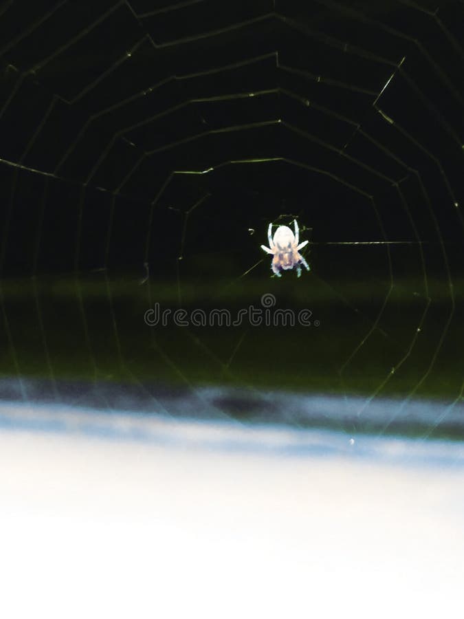 Itsy Bitsy Spider stock photo. Image of tropical, arachnid - 7610066