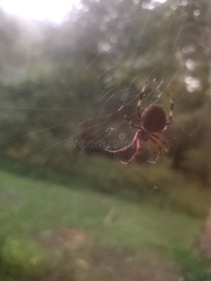 Itsy bitsy spider stock photo. Image of green, spider - 212753706