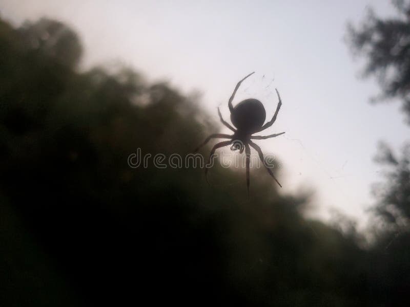 Itsy bitsy spider stock photo. Image of monochrome, animal - 212753716