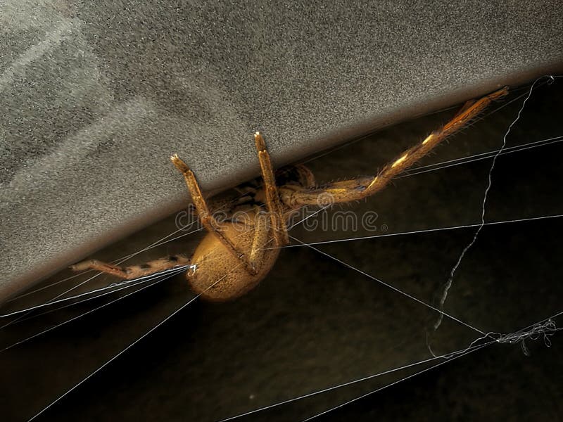 Itsy bitsy spider.. stock photo. Image of itsy, bitsy - 98650374